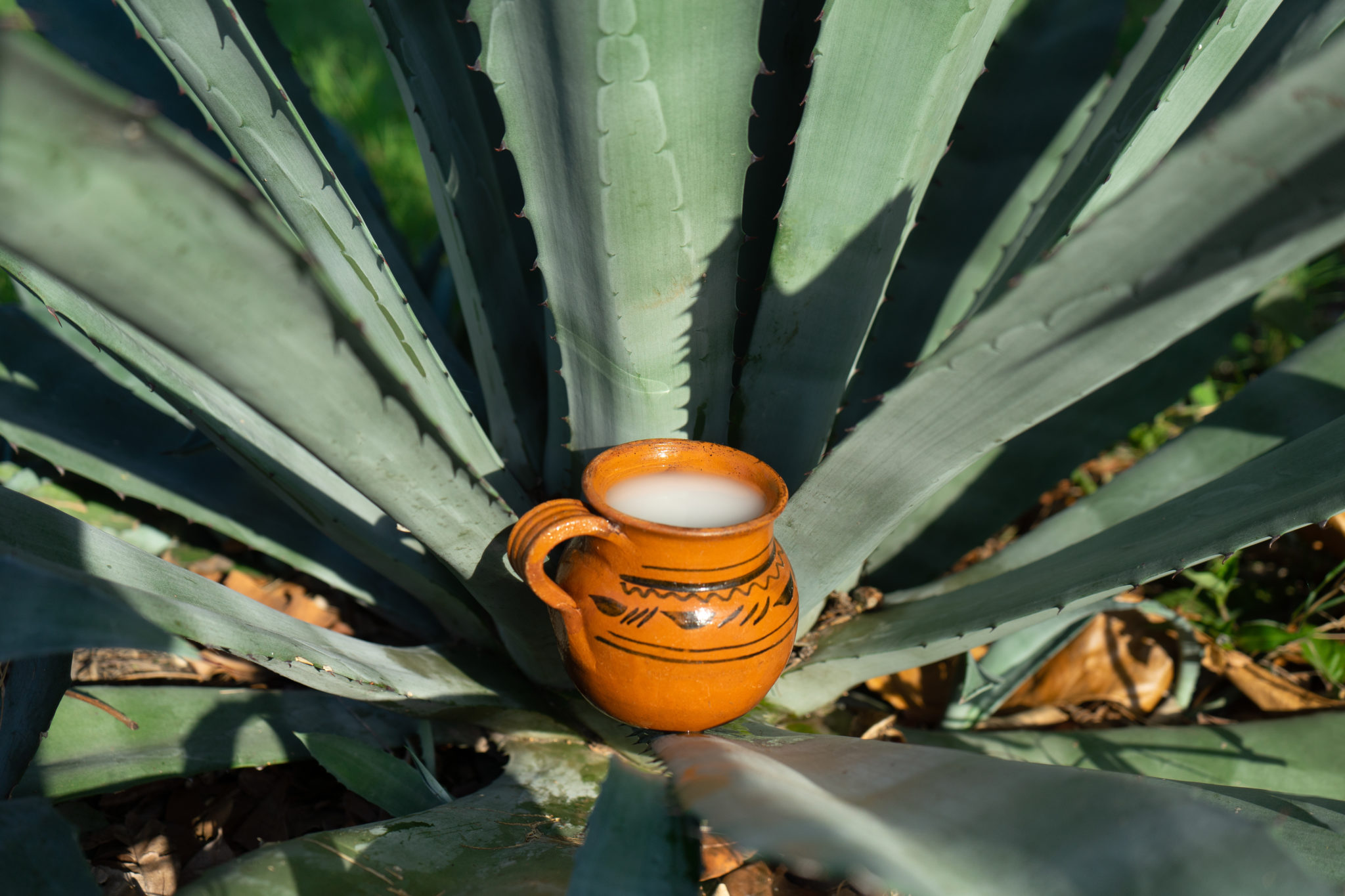 えぞ麦酒から日本初上陸！Pulque Hacienda 1881のプルケ3商品が新発売 - テキーラジャーナル｜Tequila Journal